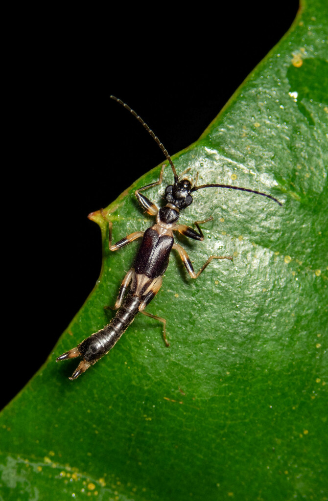 Diplatys from Bukit Panjang, Singapore on December 12, 2023 at 09:00 PM ...