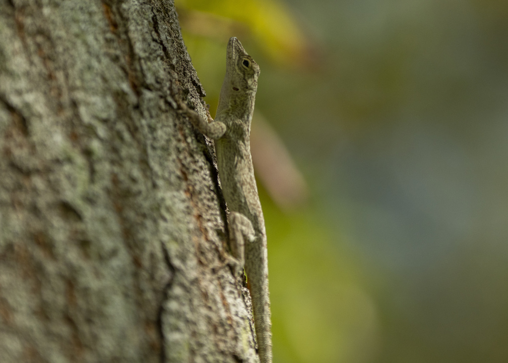 Bark Anole from North Miami, FL, USA on December 9, 2023 at 12:40 PM by ...