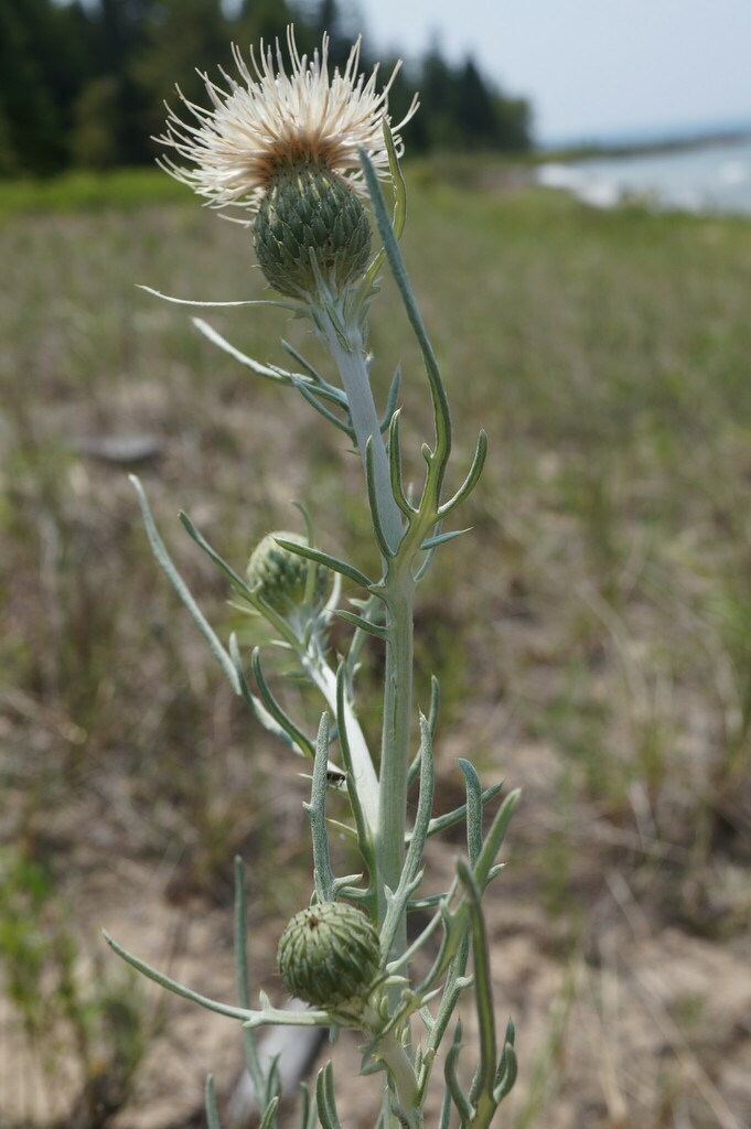 Pitcher's thistle in July 2015 by Brandie Dunn · iNaturalist