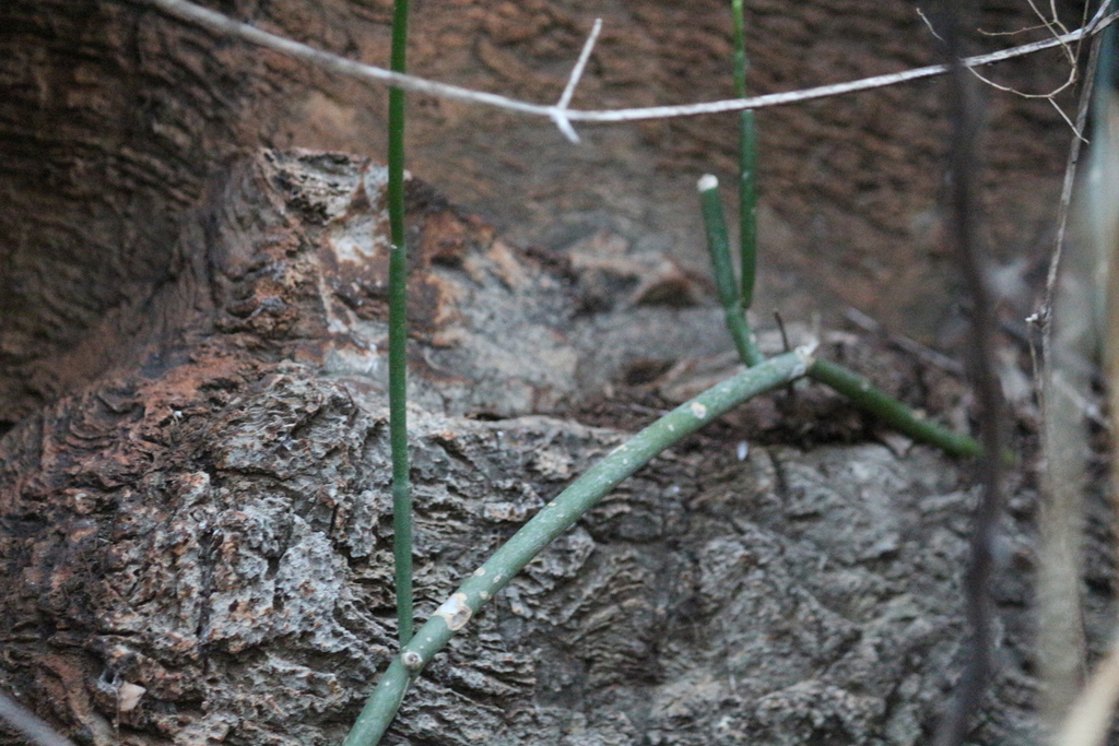 Caustic Vine from West Rand District Municipality, South Africa on ...