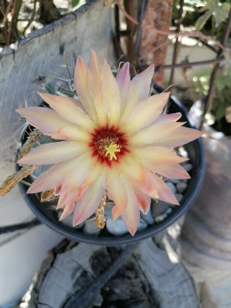 Miniature Barrel Cactus from Cd Acuña, Coah., México on July 7, 2022 at ...