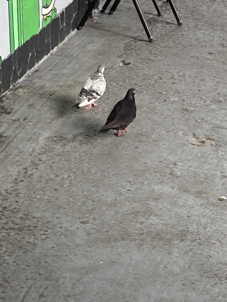 Feral Pigeon from Puerto Rico, Río Grande, Puerto Rico, US on December ...