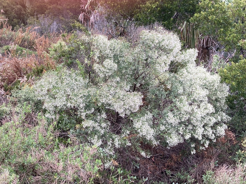 groundsel tree from Anastasia State Park, St. Augustine, FL, US on ...