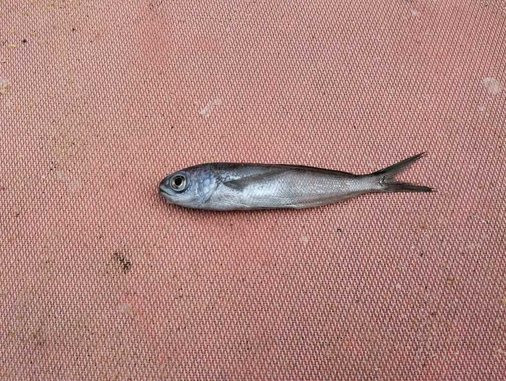 Longfin Cigarfish from Costa de Lavos, Figueira da Foz, Portugal on ...