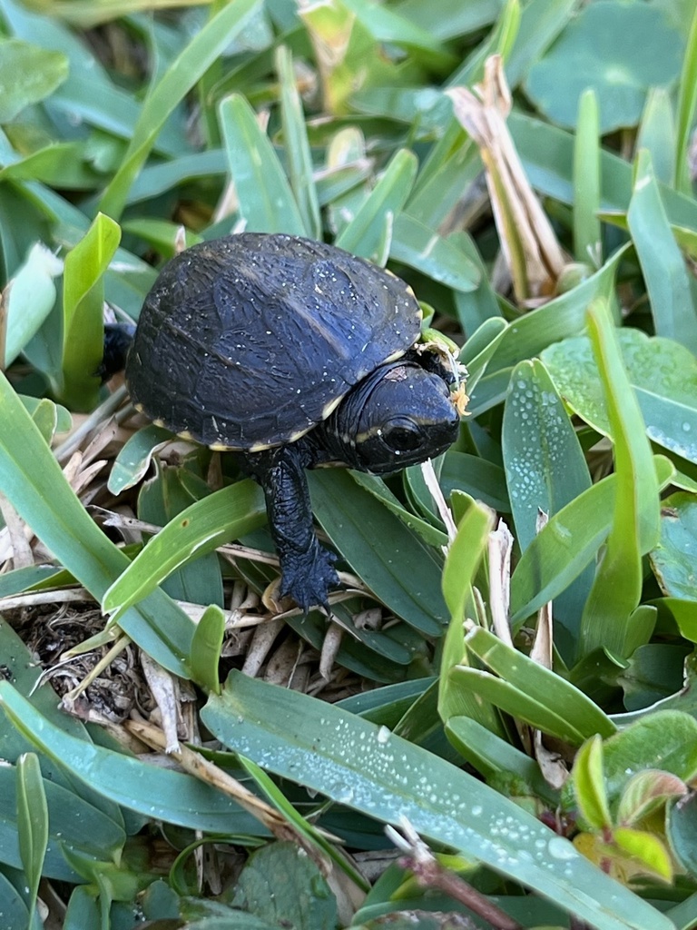 Striped Mud Turtle from Sea Place Ave, Saint Augustine, FL, US on ...
