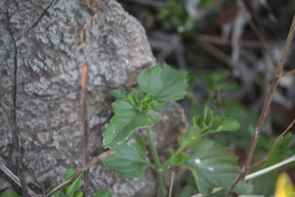 Piccadill from West Rand District Municipality, South Africa on ...