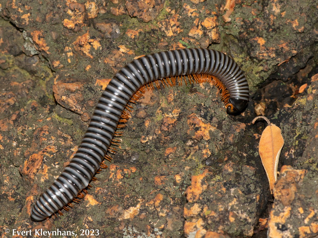 Zebra Songololo from Bojanala Platinum District Municipality, South ...