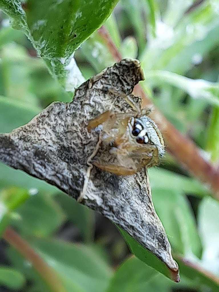 Thyene inflata from Capricorn, Cape Town, 7948, South Africa on April ...