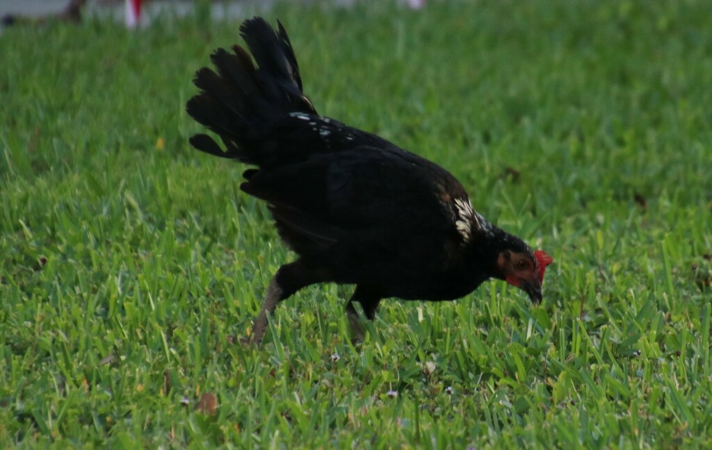 Domestic Chicken from Redevelopment Area, Naples, FL, USA on December ...