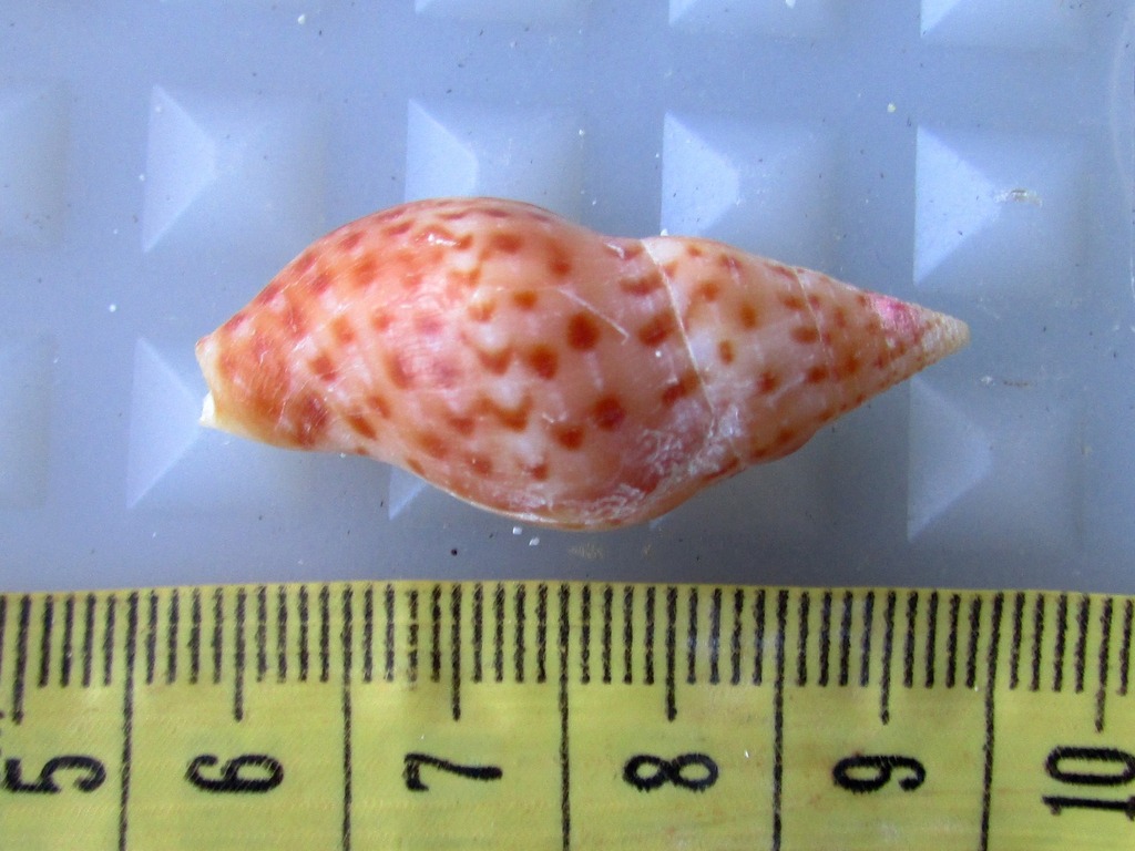 Pisania pusio from Parque Nacional Los Roques, Venezuela. on June 15 ...