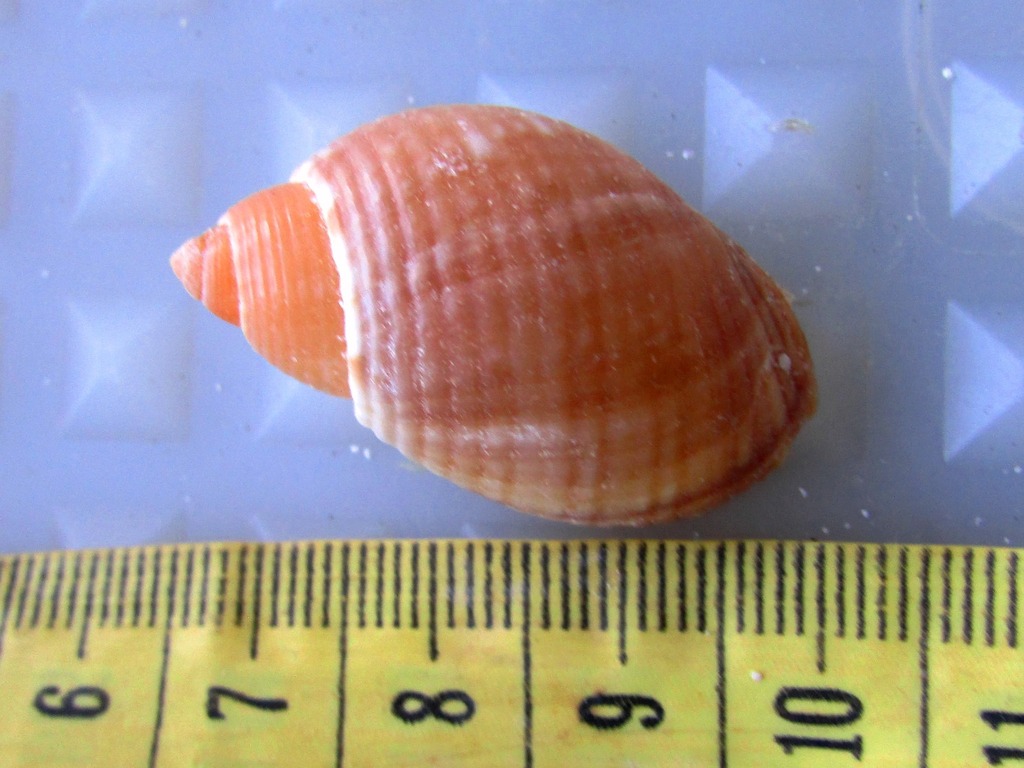 Atlantic Partridge Tun Snail from Parque Nacional Los Roques, Venezuela ...