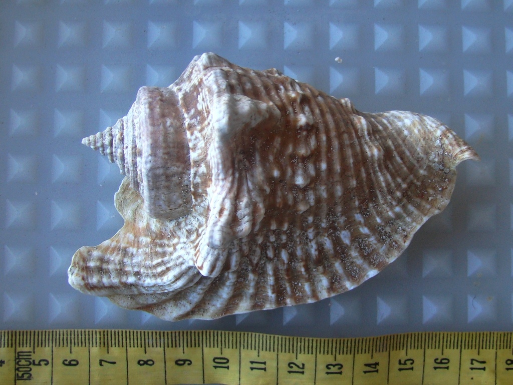 Hawkwing Conch from Parque Nacional Los Roques, Venezuela. on June 15 ...