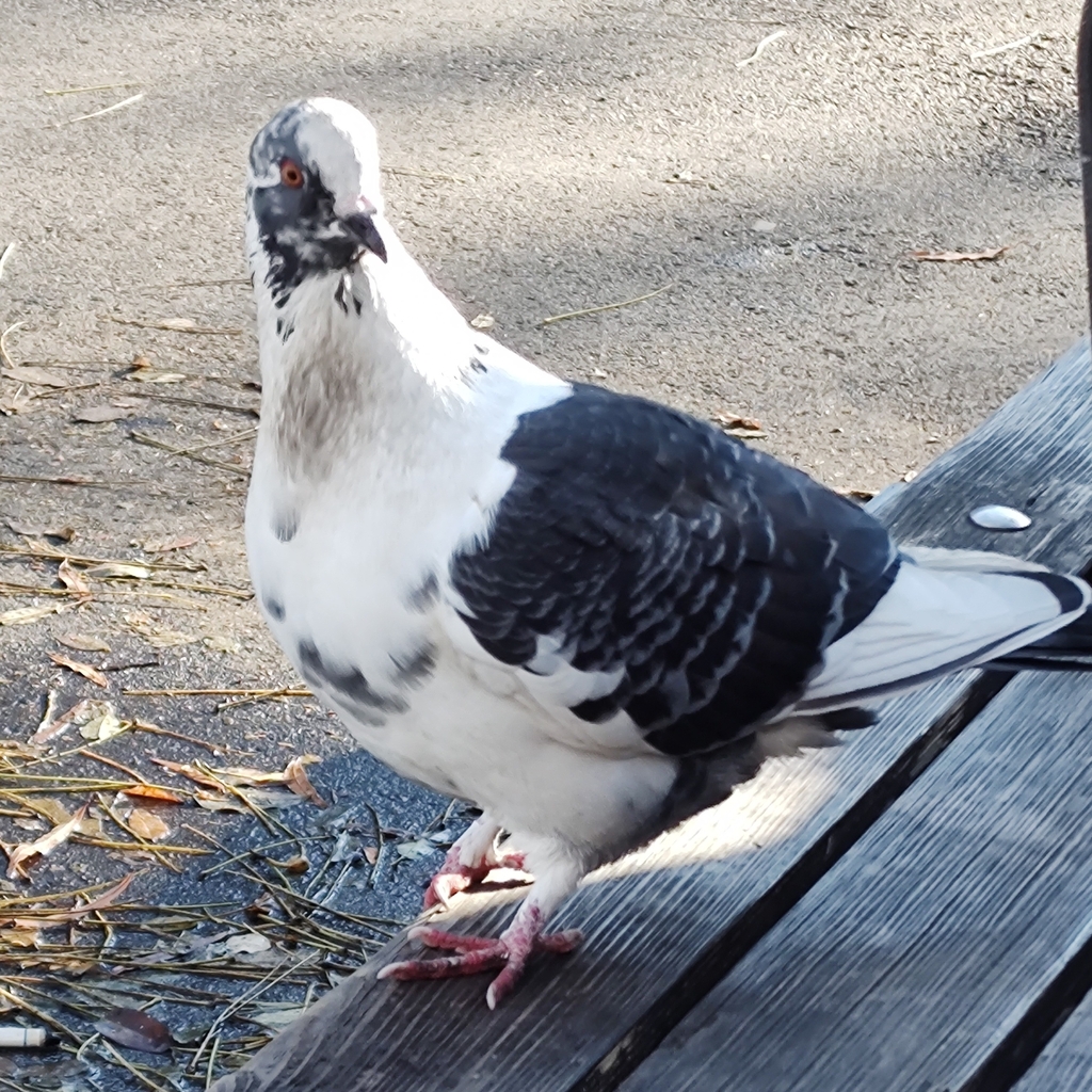 Feral Pigeon from Fulton Ferry District, Brooklyn, NY 11201, USA on ...