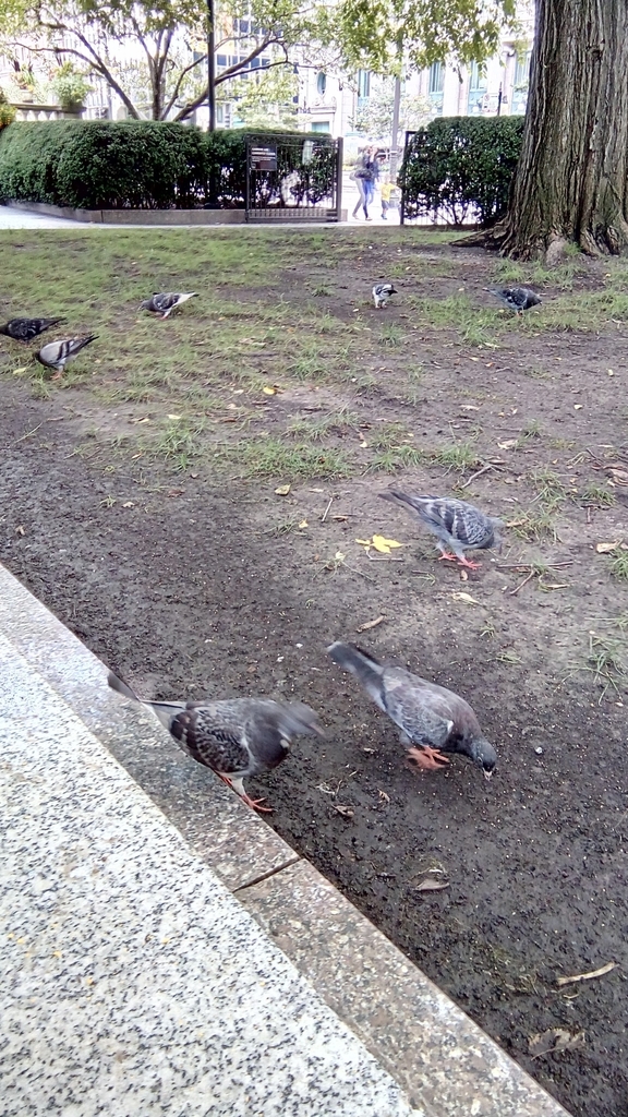 Feral Pigeon from Chicago, IL 60603, USA on August 20, 2016 at 03:43 PM ...