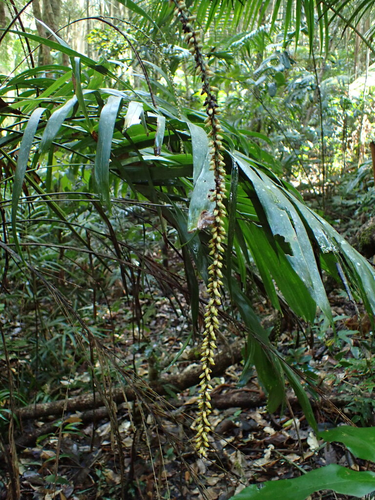 Walking stick palm from Korora NSW 2450, Australia: Orara East State Forest near Bruxner Gap on ...