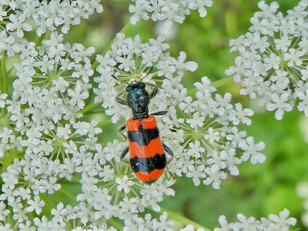 Bee-eating Beetle in July 2023 by grg. approx 13mm · iNaturalist