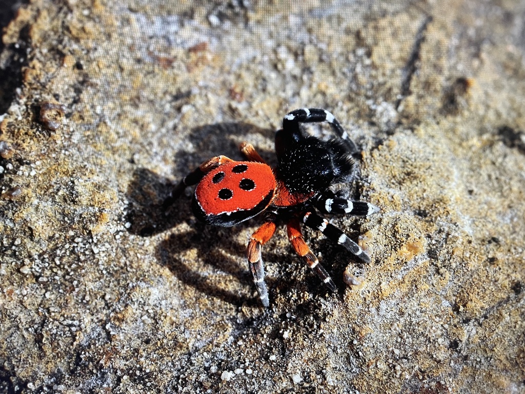 Ladybird Spider from Parc national du Mercantour, Tende, Provence-Alpes ...