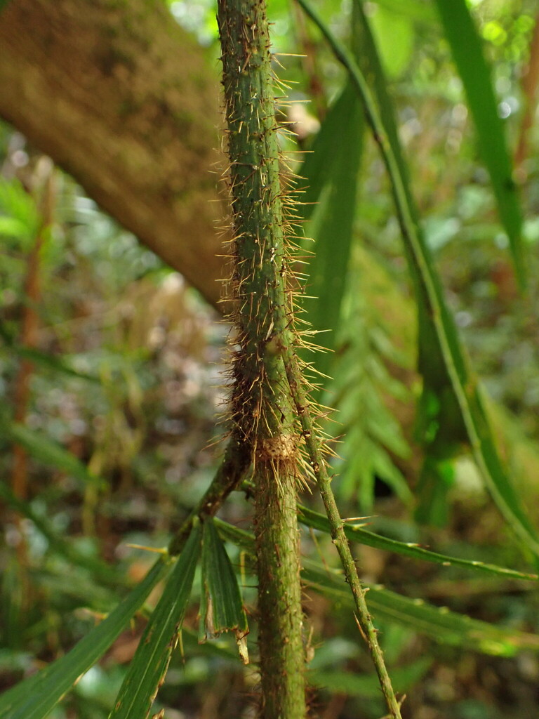 Wait-a-while from Korora NSW 2450, Australia: Orara East State Forest near Bruxner Gap on ...