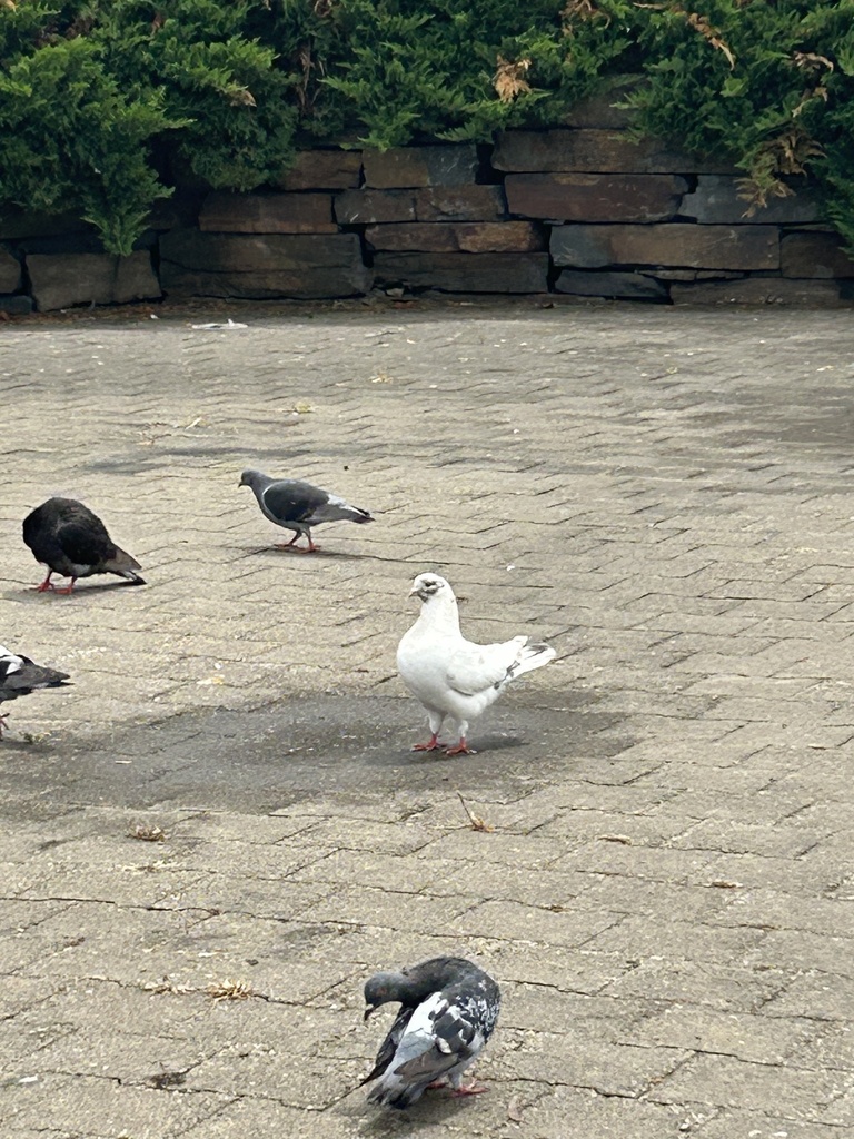 Feral Pigeon from Springbank Ct, Northgate, SA, AU on December 12, 2023 ...