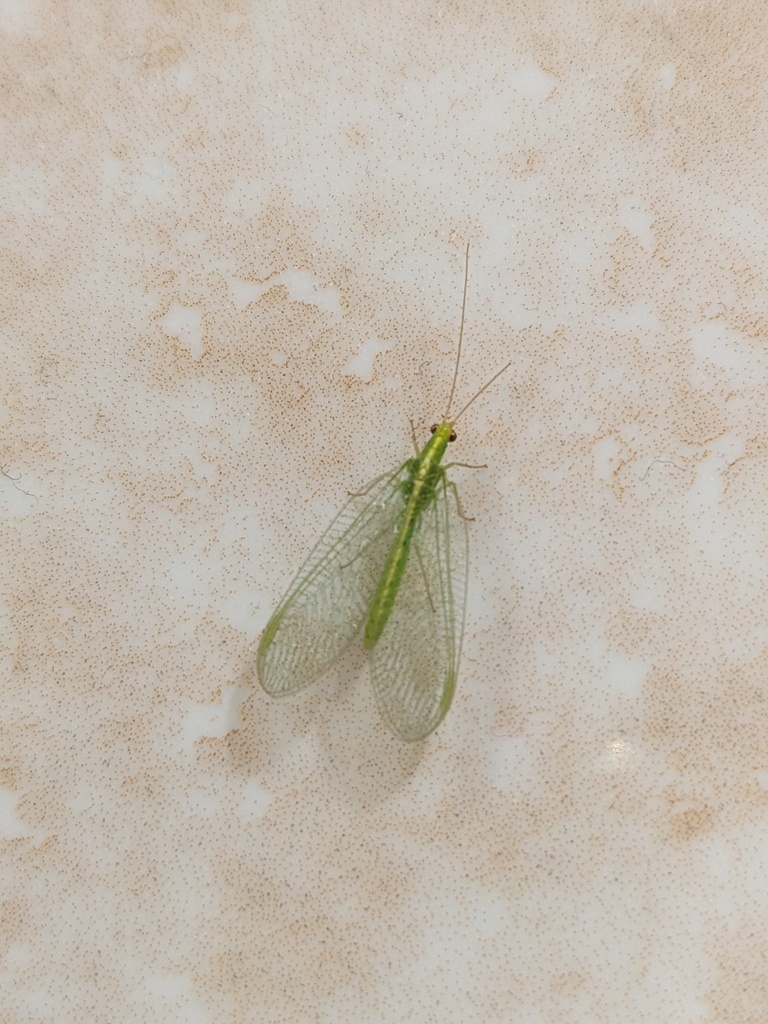 common green lacewings from Watford, UK on 11 December, 2023 at 10:09 ...