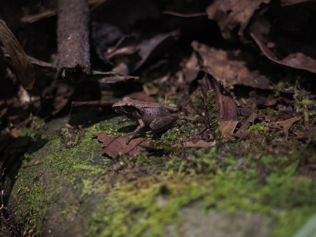 Cachabi Robber Frog from SFF. Otún Quimbaya, Via La Suiza, Pereira ...