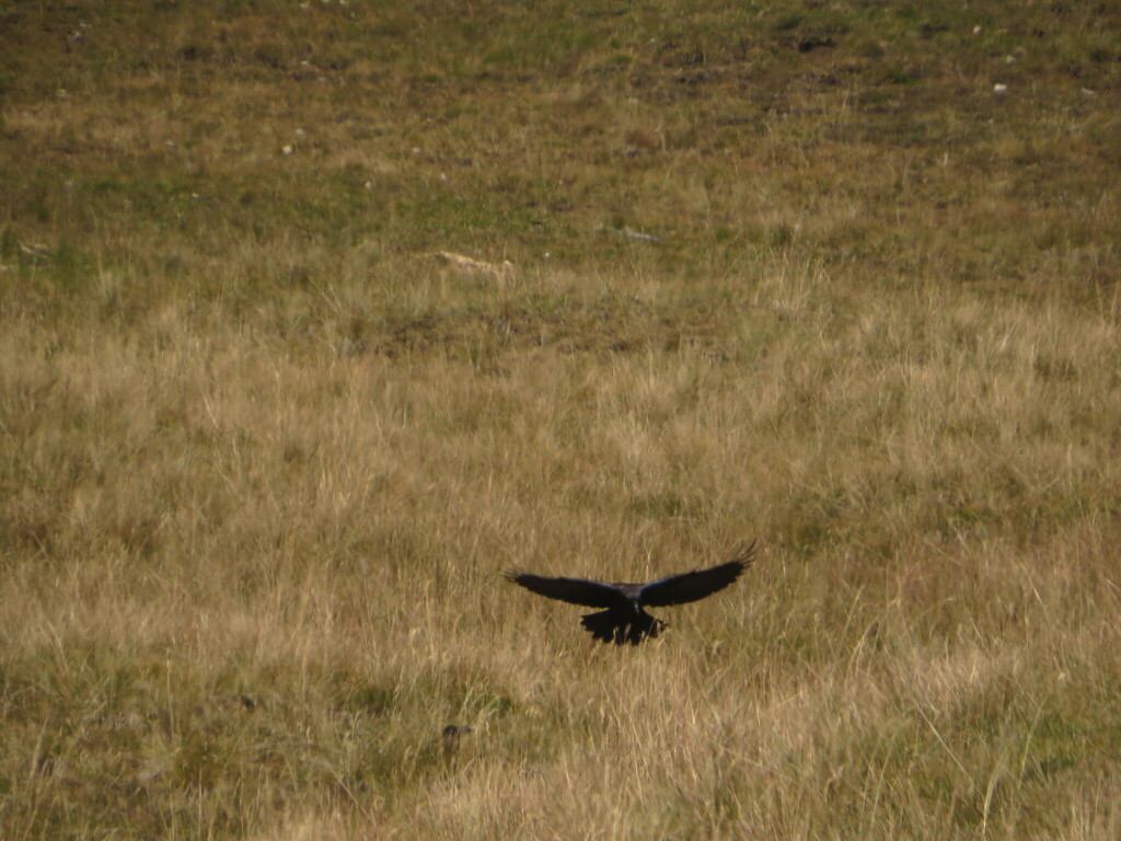 Common Raven from 73500 Aussois, France on July 22, 2022 at 12:30 PM by ...