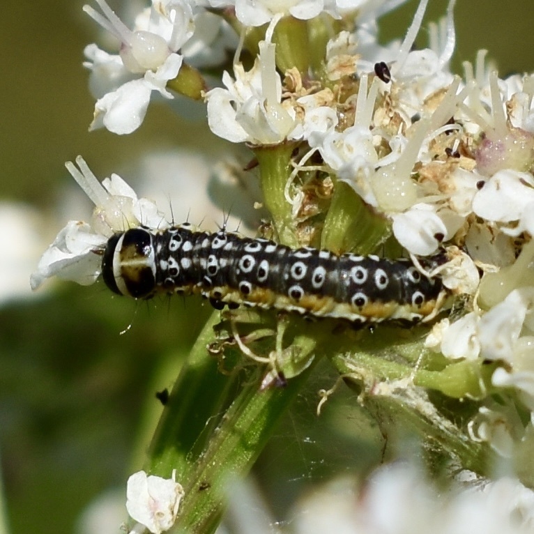 Dingy Flat-body in May 2021 by melster. On Hemlock water dropwort ...