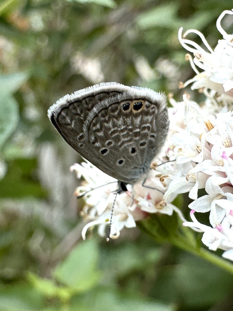 Ceraunus Blue from Adams St, San Antonio, TX, US on December 12, 2023 ...
