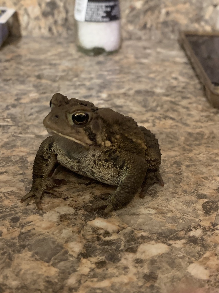 American Toad from John St, New Castle, PA, US on December 11, 2023 at ...