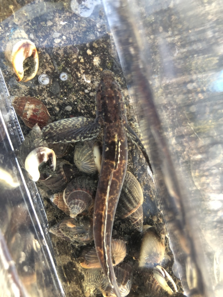 Callogobius tanegasimae in November 2023 by ohsawafuki · iNaturalist