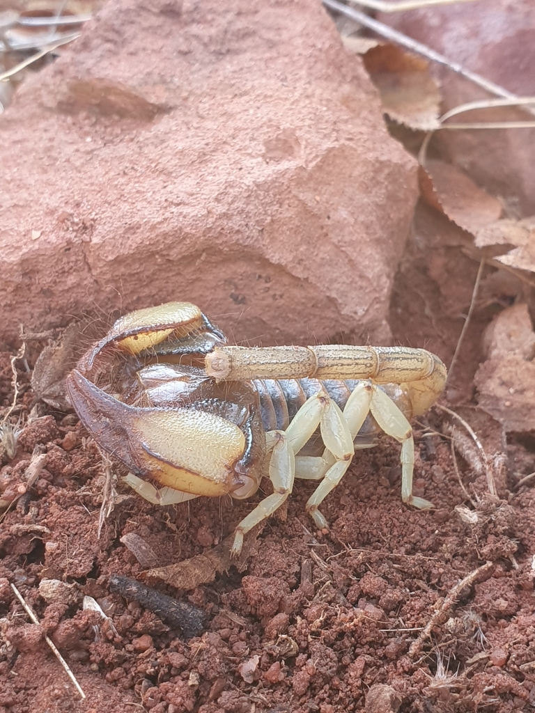 Robust Burrowing Scorpion from Otjozondjupa Region, Namibia on November ...