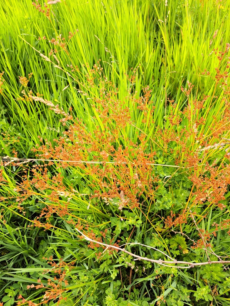 Jointed rush from Anselmi Ridge, Pukekohe 2120, New Zealand on December ...