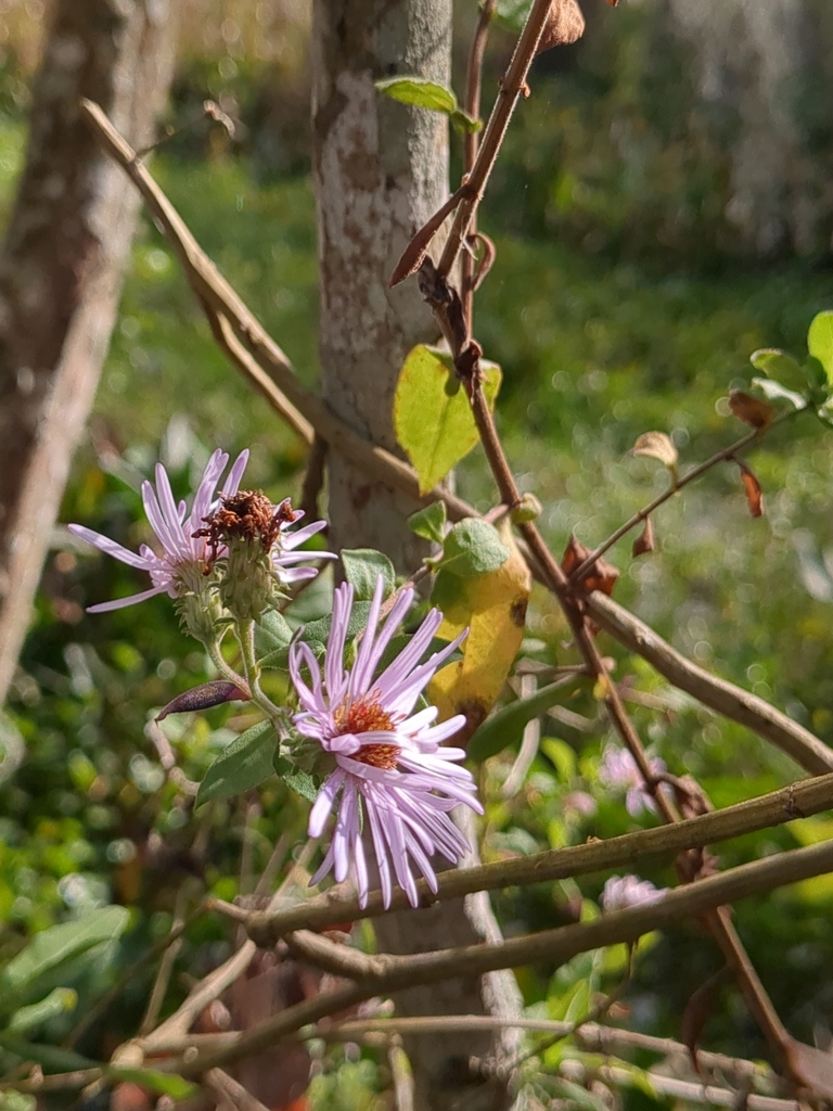 Climbing Aster from Minneola, FL 34715, USA on December 12, 2023 at 01: ...