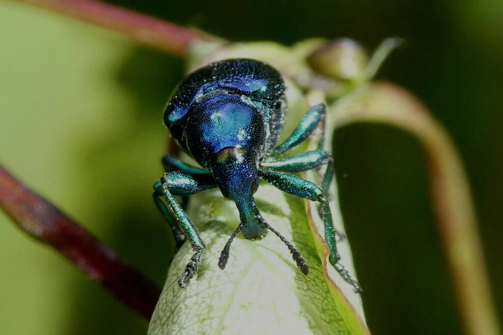 Byctiscus betulae from Forstenrieder Park, Deutschland on June 5, 2021 ...
