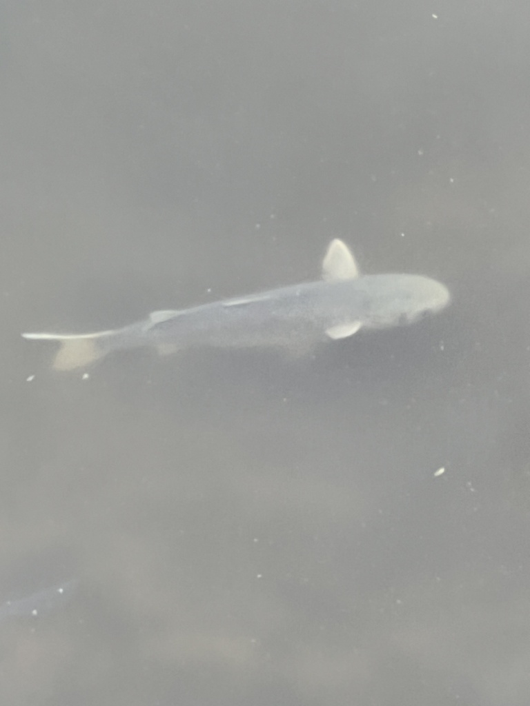 Common Mullets from South Padre Island, South Padre Island, TX, US on ...