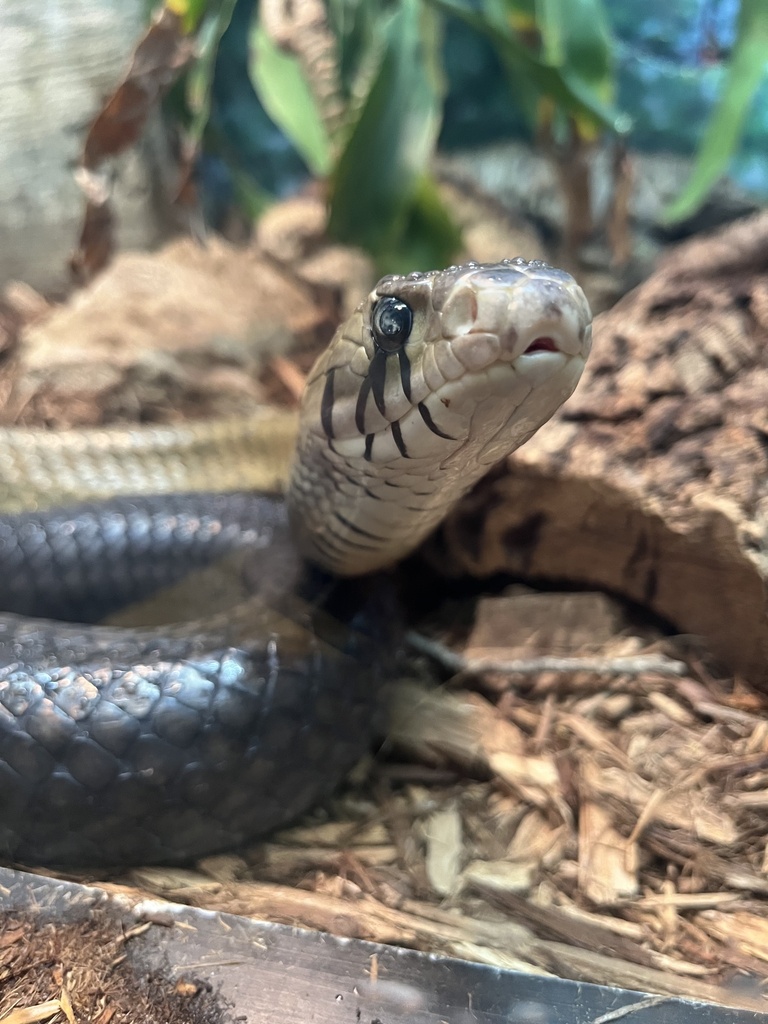 Central American Indigo Snake from Central Florida Zoo & Botanical ...