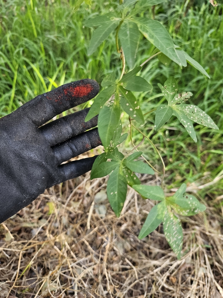 Mile-a-minute vine from Beachmere QLD 4510, Australia on December 13 ...
