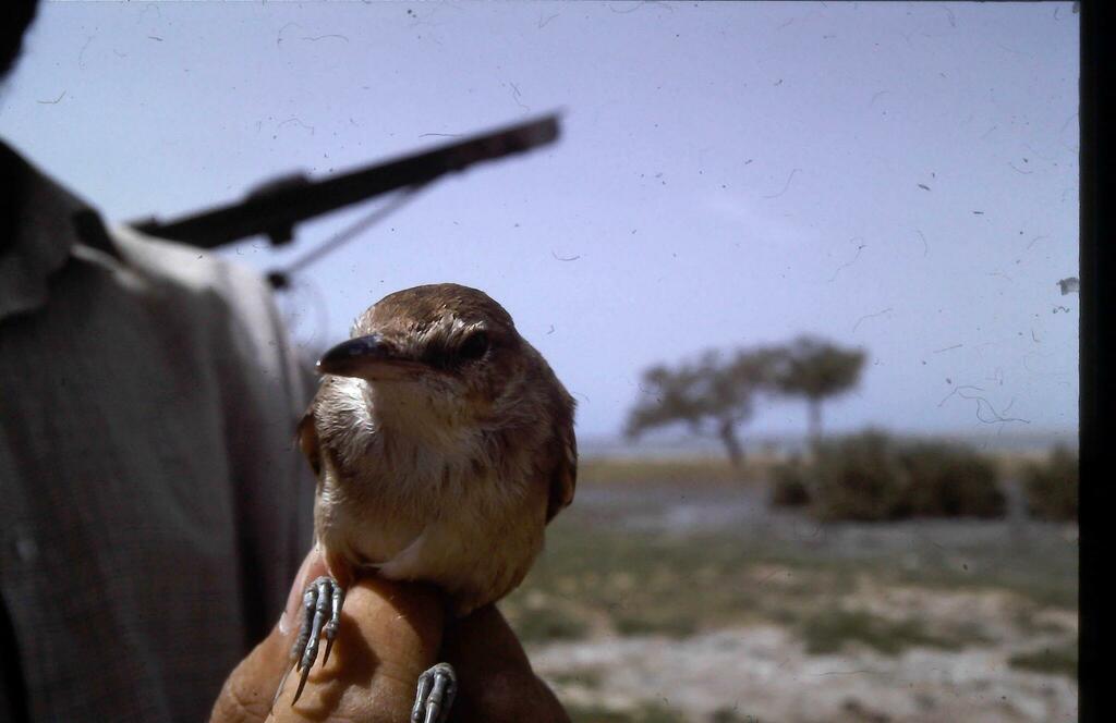 Clamorous Reed Warbler from Al 'Urj, Yemen on October 26, 1985 by ...