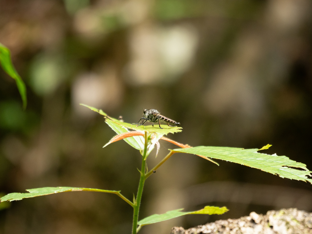 Giant Robber Flies from Tai Po Kau, Hong Kong on August 31, 2023 at 11: ...
