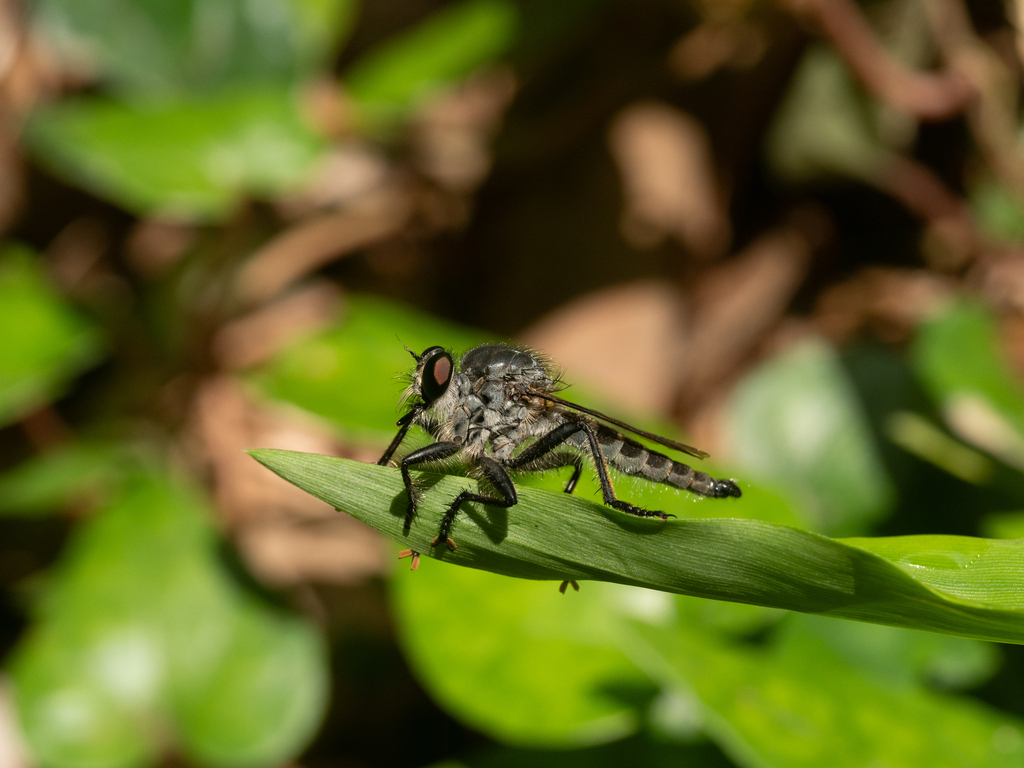 Giant Robber Flies from Tai Po Kau, Hong Kong on August 31, 2023 at 11: ...