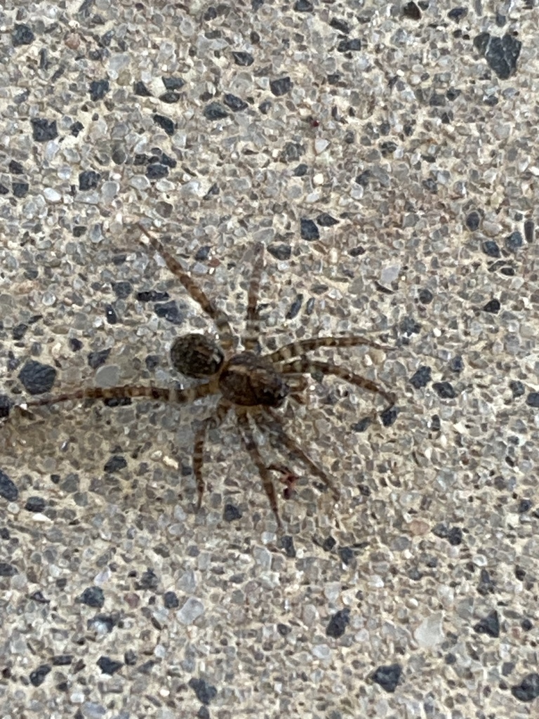 Small Striped Wolf Spiders from Burraneer Rd, Coomba Park, NSW, AU on ...