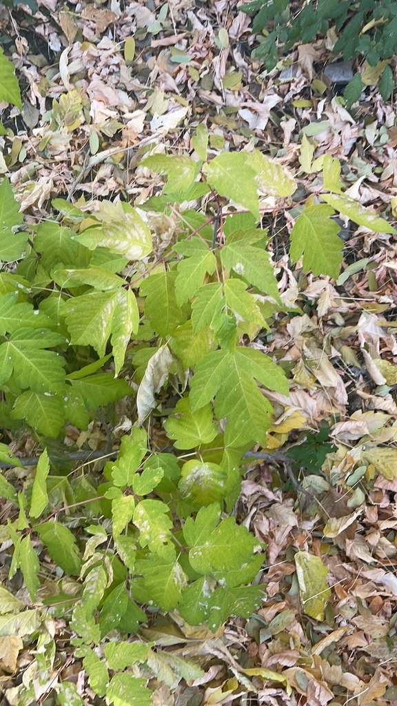 box elder from Brigham Young University, Provo, UT, US on November 14 ...
