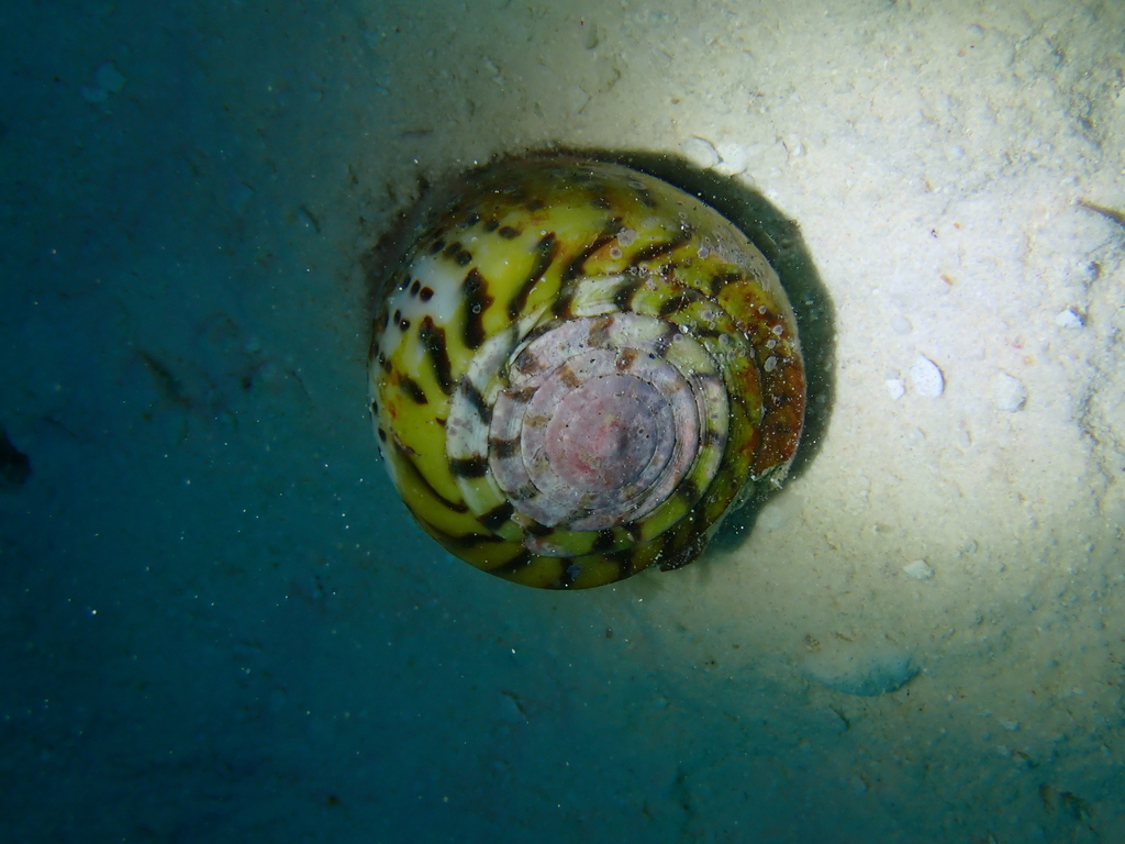 Leopard Cone from Abaiang Island, Kiribati on December 11, 2023 at 05: ...