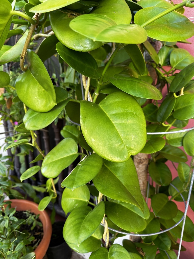 native hoya from Calle de San Sebastian, San Juan, Puerto Rico, US on ...