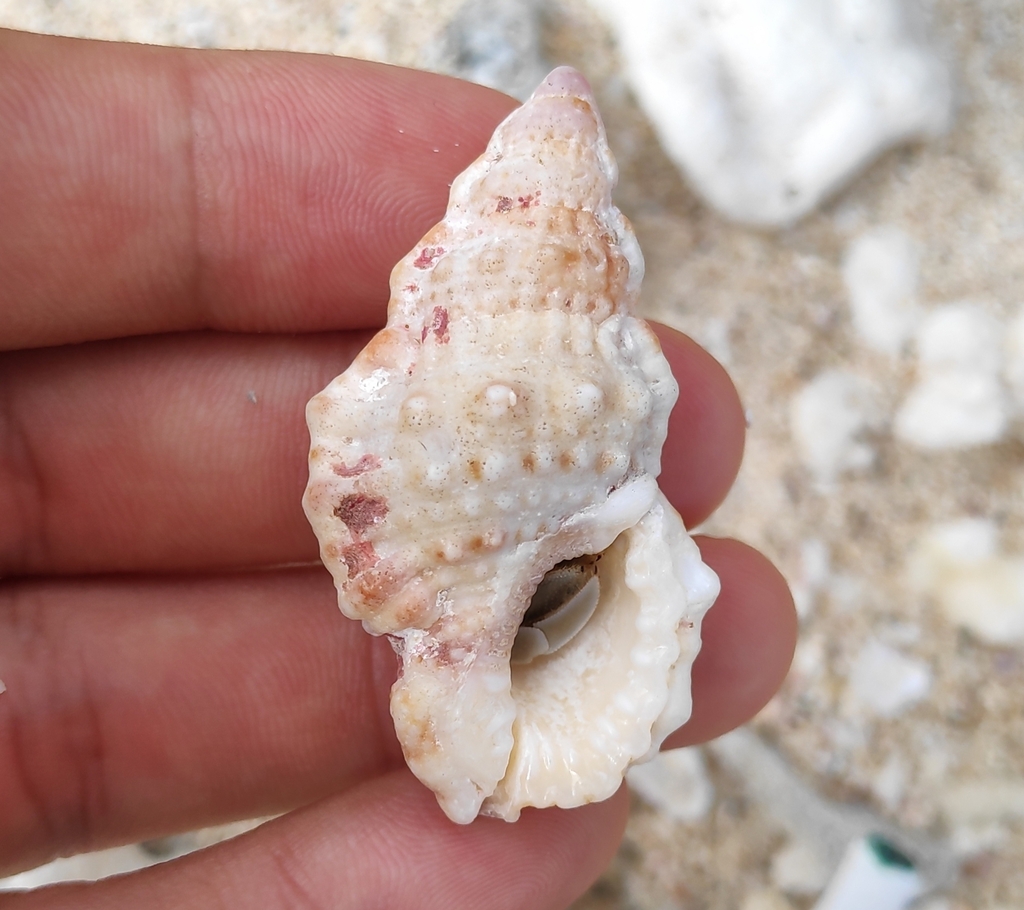Granular Frog Shell from Kolovai, Tonga on December 13, 2023 at 10:17 ...