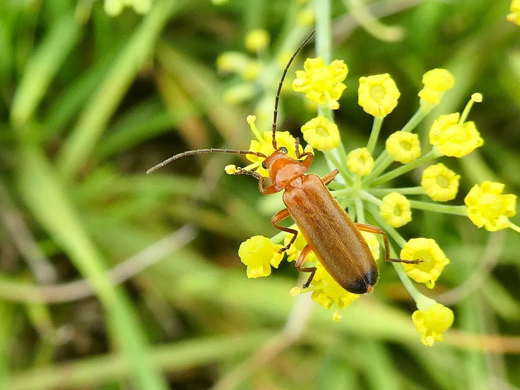 Common Red Soldier Beetle in July 2023 by grg · iNaturalist