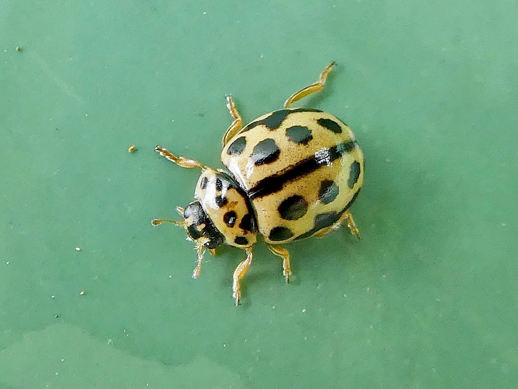 16-spot Ladybird in July 2023 by grg · iNaturalist