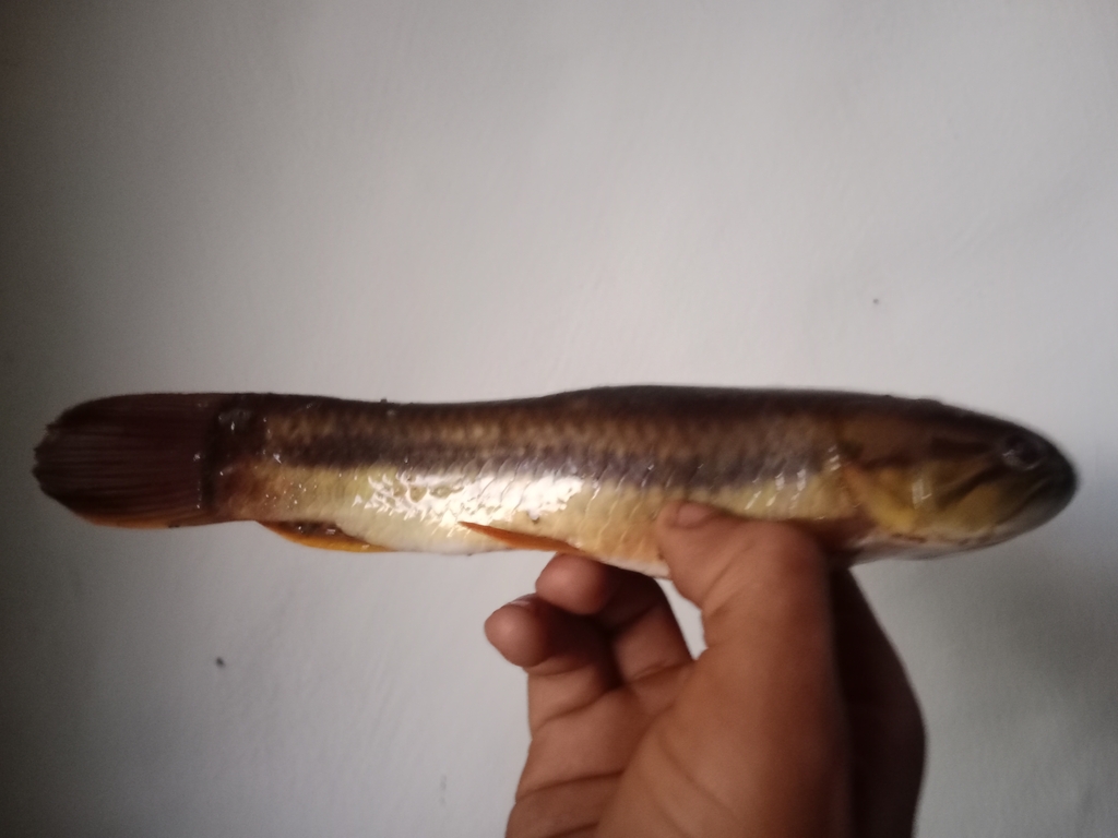 Gold Wolf Fish from Puerto López, Meta, Colombia on December 12, 2023 ...