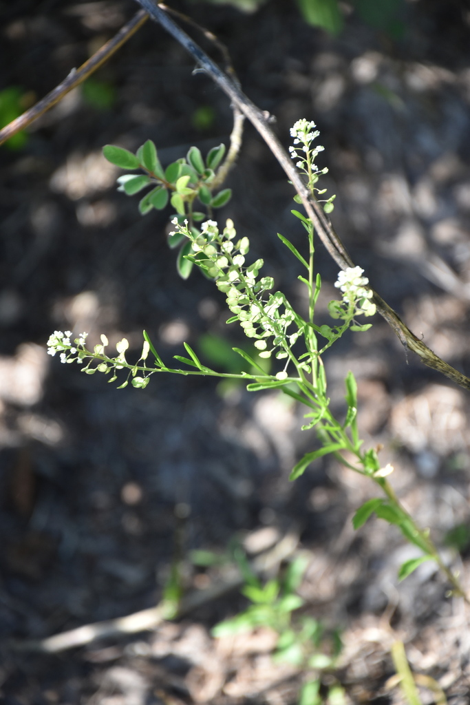 Virginia pepperweed from 5144 Lake Erie Rd, Groveland, FL 34736, USA on ...
