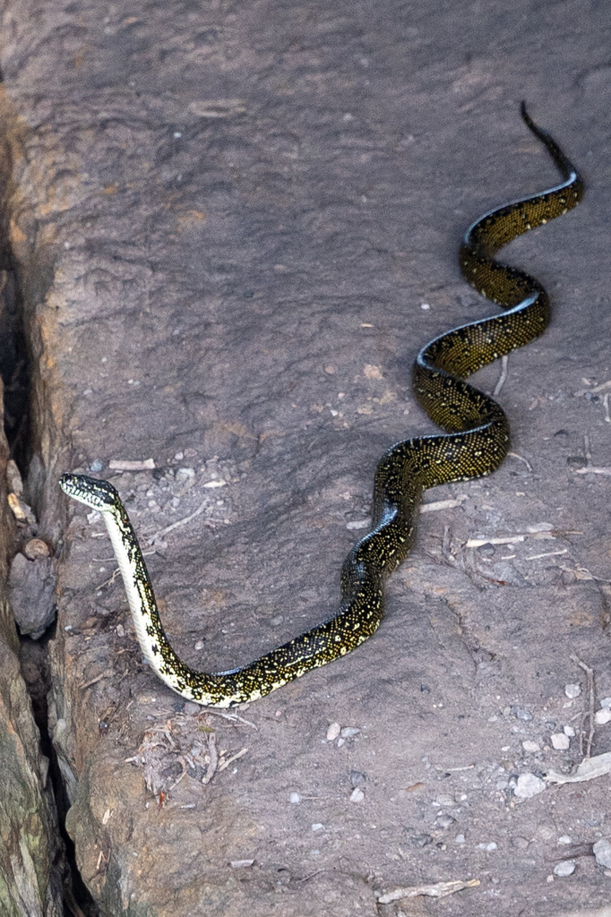 Diamond Python from Beecroft Peninsula, NSW, AU on December 13, 2023 at ...